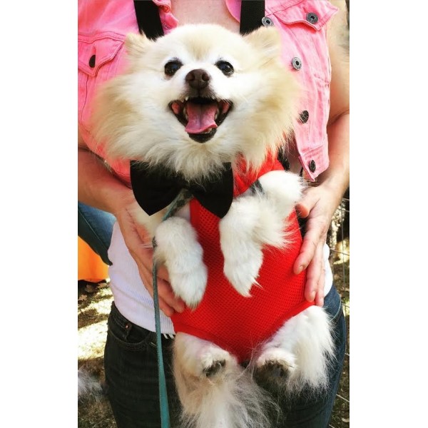 Dog Front Pack Carrier